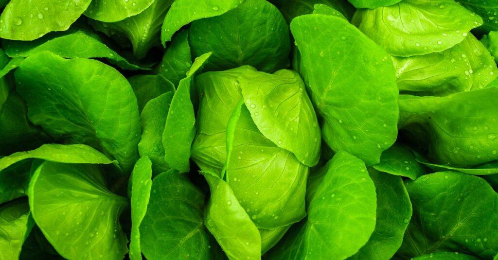 Laitue : bienfaits et secrets de cette salade incontournable